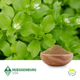 Purchase Wholesale Chickweed Powder | Ingredients Online