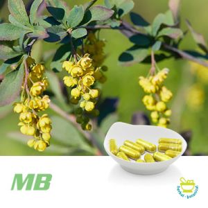 MB Supplements Ingredient Distributor | Ingredients Online