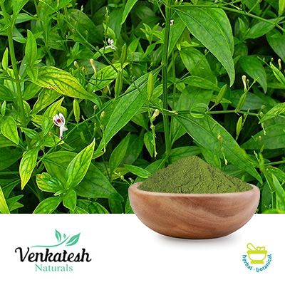 Buy Bulk Andrographis Extract | Ingredients Online