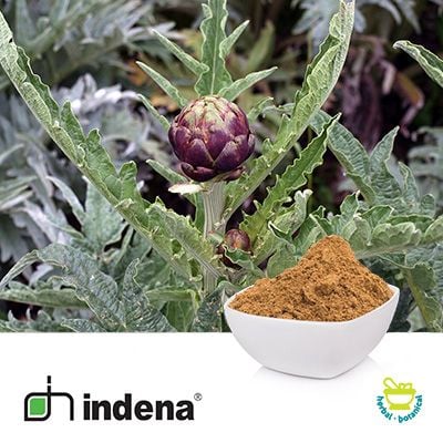 how to make artichoke leaf extract