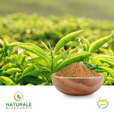 Bulk Green tea extract 50% Polyphenol | Ingredients Online