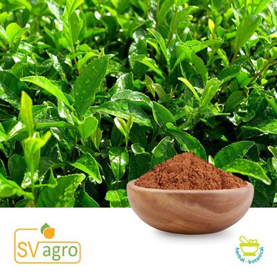 Bulk Green Tea Extract 98% Polyphenol | Ingredients Online