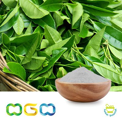 Bulk Green Tea Extract Powder EGCG98% HPLC | Ingredients Online