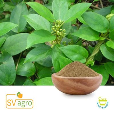 Bulk Gymnema Sylvestre Extract Powder 25% | Ingredients Online