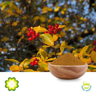 Bulk Hawthorn Leaf Extract 2% Vitexin-2-O-rhamnoside | Ingredients Online