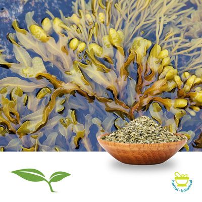 Wholesale Bladderwrack Flakes | Ingredients Online