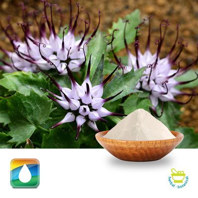 Bulk Devil's Claw Root Extract 2.5% harpagosides HPLC | Ingredients Online