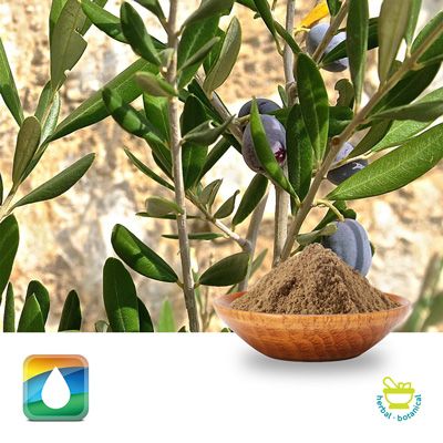 Bulk Olive Fruit Extract 20% Hydroxytyrosol (HPLC) | Ingredients Online