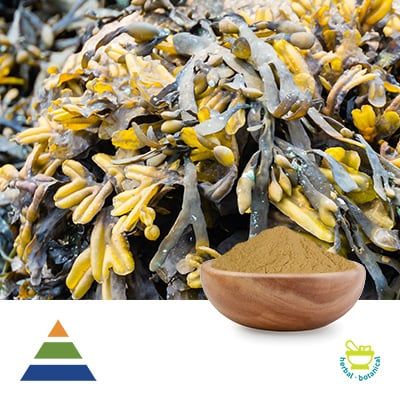 Buy Bulk Kelp Extract Fucoxanthin 10% | Ingredients Online
