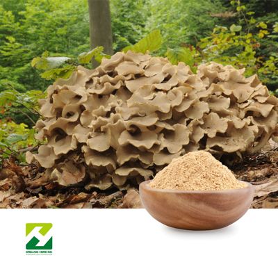 Bulk Maitake Mushroom Extract 40% Polysaccharides | Ingredients Online
