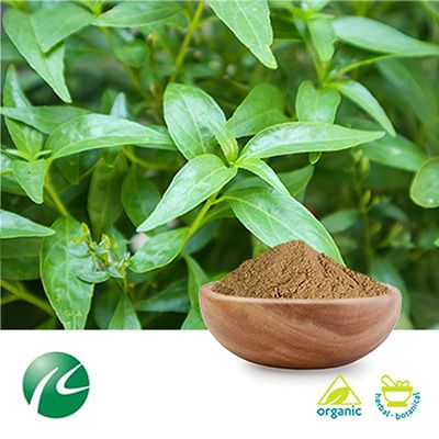 Bulk Organic Andrographis Paniculata Extract 50% Andrographolid ...