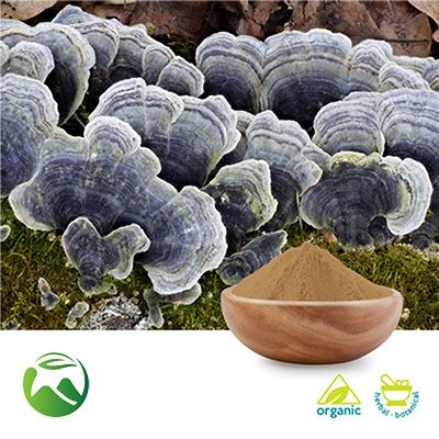 Bulk Organic Coriolus Versicolor Extract 50% Polysaccharides (10:1 ...