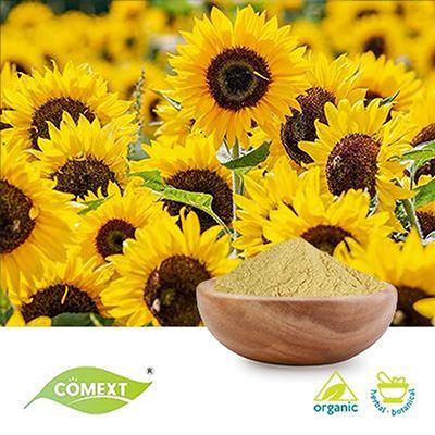 Bulk Organic Sunflower Seed Protein 50% Powder | Ingredients Online