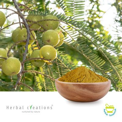 Bulk PHYLLANTHUS EMBLICA EXTR | Ingredients Online