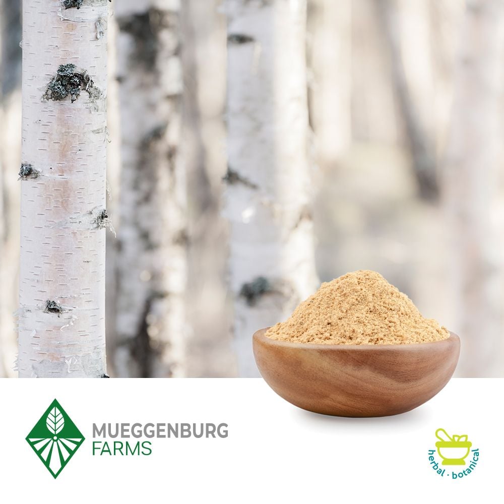 Buy Bulk Birch Bark Powder | Ingredients Online