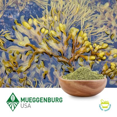 Bulk Bladderwrack Powder | Mueggenburg | Ingredients Online