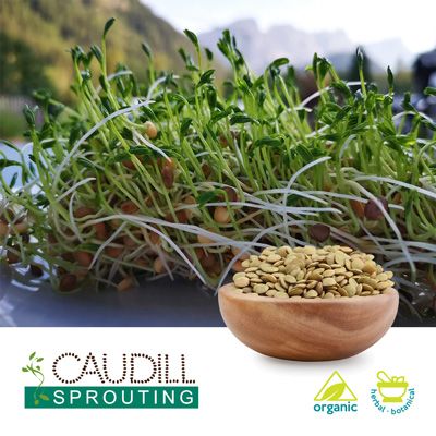 Buy Bulk Organic Green Lentil Seeds | Ingredients Online