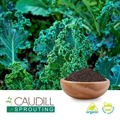 Buy Bulk Organic Kale Seeds | Ingredients Online