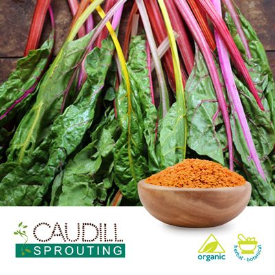 Buy Wholesale Organic Red Lentil Seeds | Ingredients Online