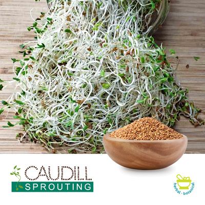 Bulk Alfalfa Seeds | Caudill Sprouting | Ingredients Online