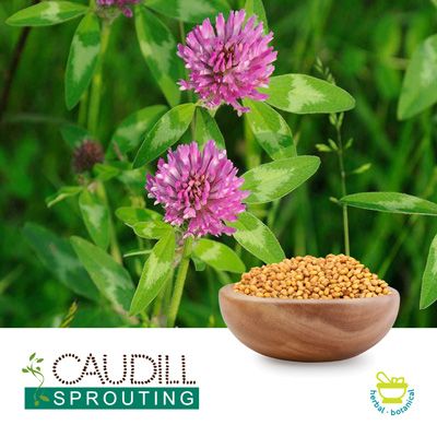 Buy Bulk Red Clover Seeds | Ingredients Online