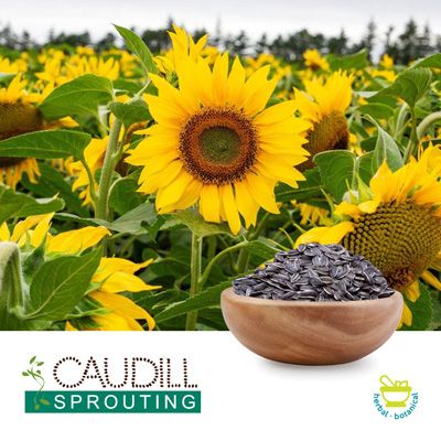Bulk Sunflower Seed | Caudill Sprouting | Ingredients Online