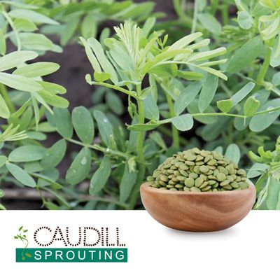 Buy Wholesale Green Lentil Seeds | Ingredients Online