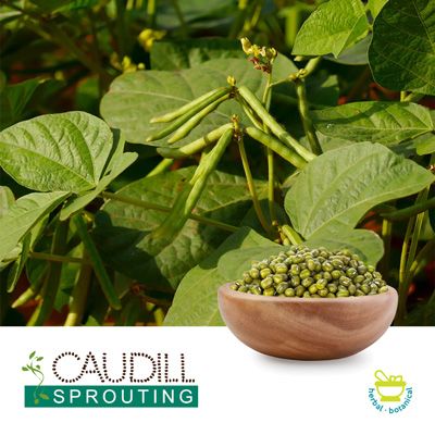 Buy Bulk Mung Bean Seeds | Ingredients Online