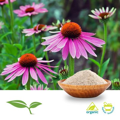 Bulk Echinacea Angustifolia Herb Powder (Organic) | Ingredients Online
