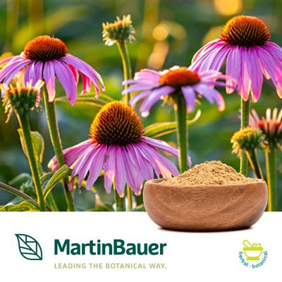 Bulk Echinacea Purpurea Root Powder | Ingredients Online