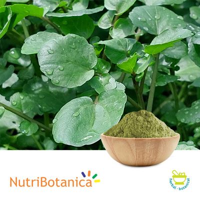 Buy Bulk Watercress Phyto Powder | Ingredients Online