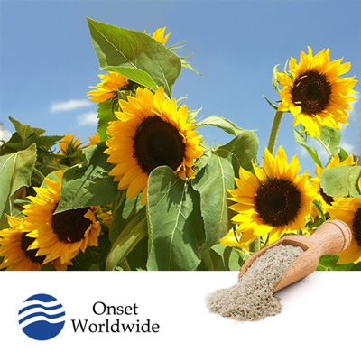 Bulk Conventional Sunflower Seed Protein Powder (Treated) | Ingredients ...