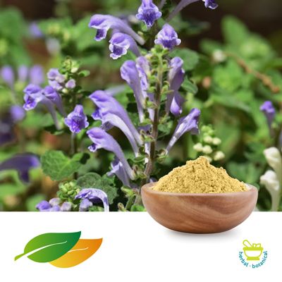 Bulk Scutellaria Baicalensis Extract-30% Baicalin | Ingredients Online