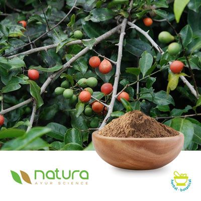 Bulk Salacia Extract Powder 20% saponins | Ingredients Online