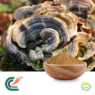 Bulk Turkey Tail Mushroom Extract 50% Polysaccharides | Ingredients Online