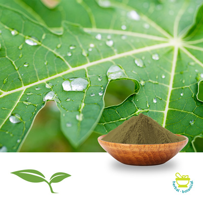 Purchase Wholesale Papaya Leaf Powder | Ingredients Online