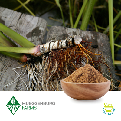Buy Bulk Calamus Root Powder | Ingredients Online